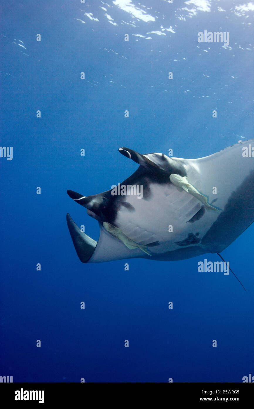 Pacific manta (Manta Hamiltoni Stock Photo - Alamy