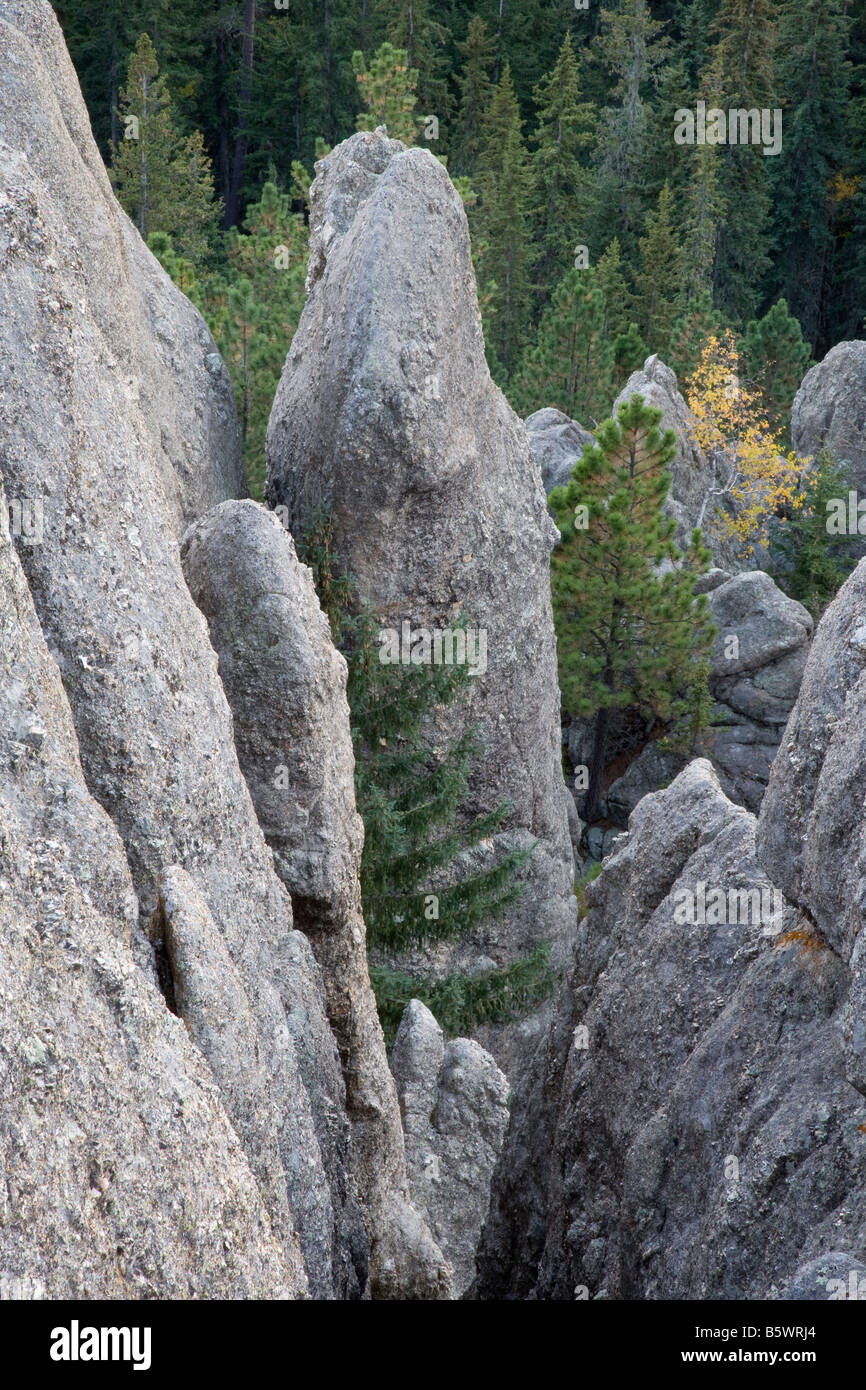 granite spires and trees, Custer State Park, South Dakota Stock Photo ...