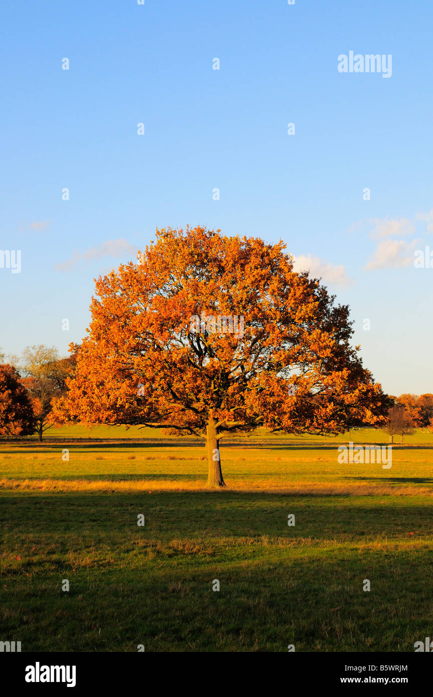 1 tree with vivid bright autumn colours hi-res stock photography and ...