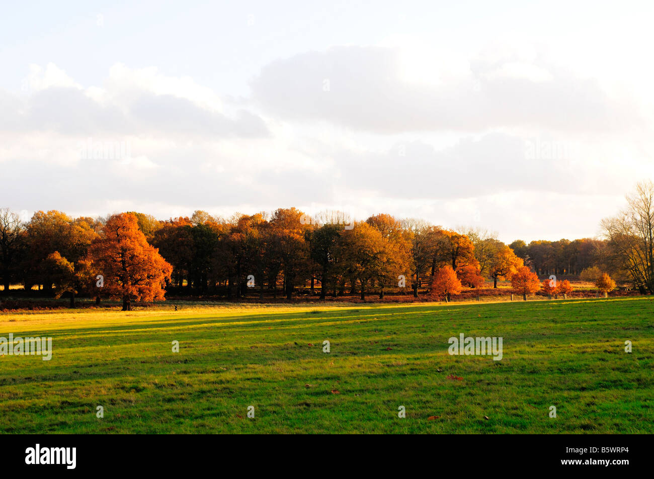 Autumn landscape, Richmond Park Richmond Upon Thames Surrey UK Stock ...
