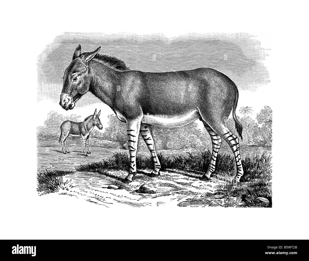 African Wild Ass (Equus africanus), Family Equidae Genus Equus Stock ...