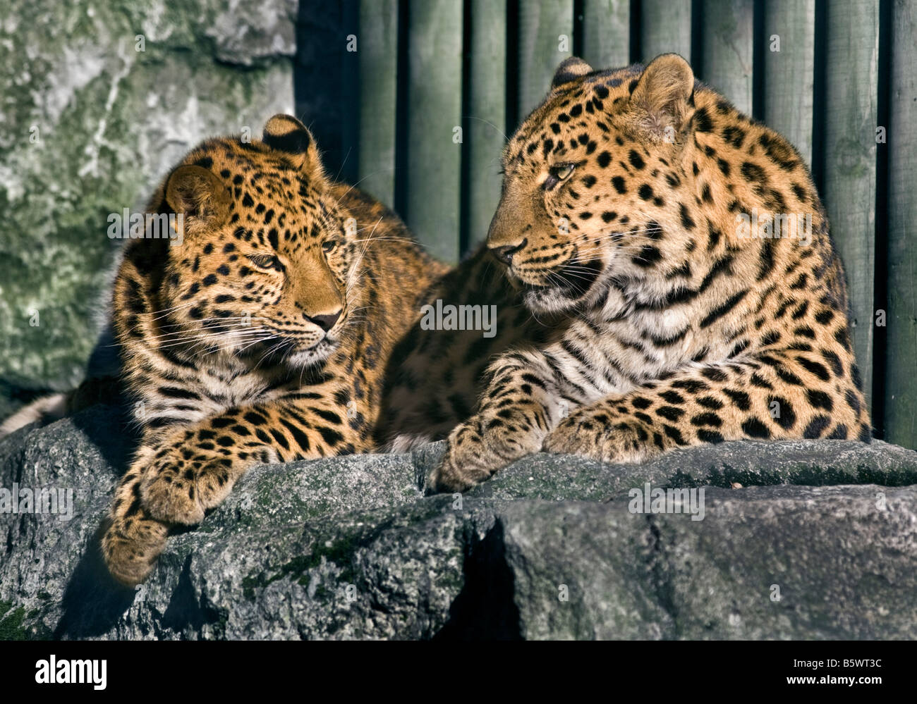 Juvenile Amur Leopard (Panthera pardus orientalis) "Kiska" and mother ...