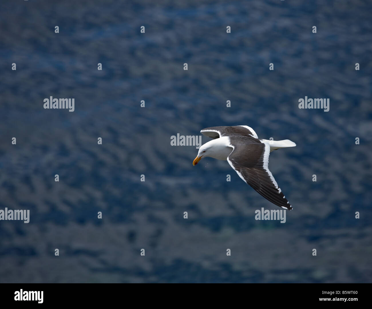Gull birds wildlife hi-res stock photography and images - Alamy