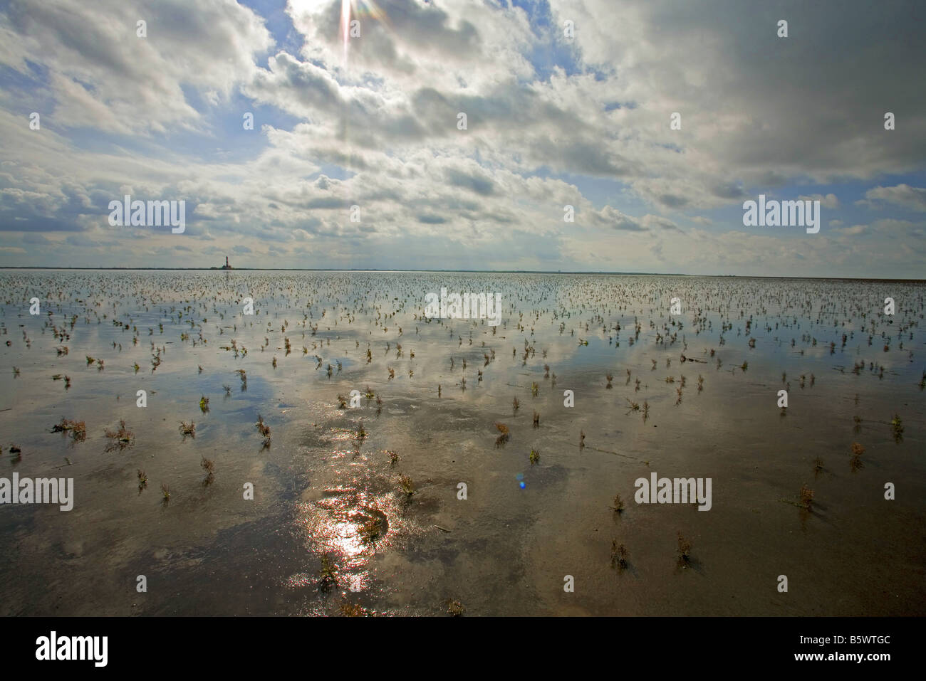 Glasswort in the wadden sea / Salicornia europaea Stock Photo - Alamy