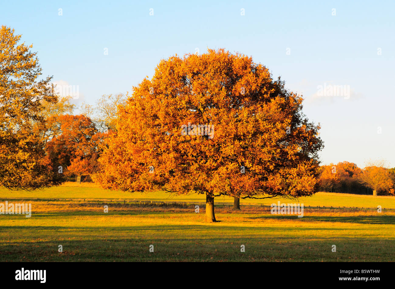 Beautiful autumn leaves surrey uk hi-res stock photography and images ...