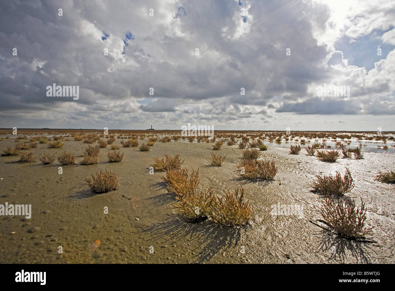 Salicornia europaea salt tolerant plants hi-res stock photography and ...
