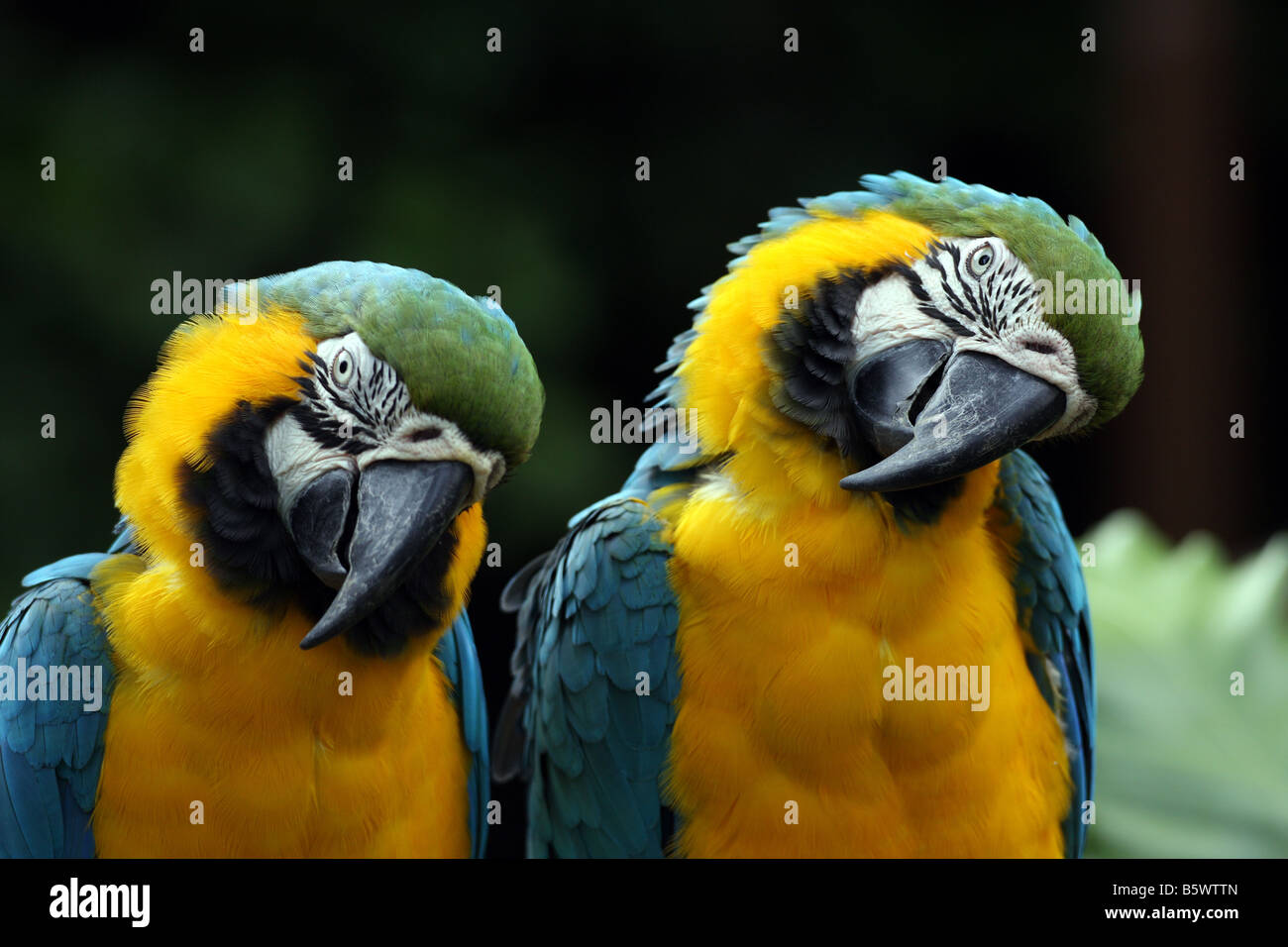 Tropical parrot has been famous for its vivid color and mimic sounds ...