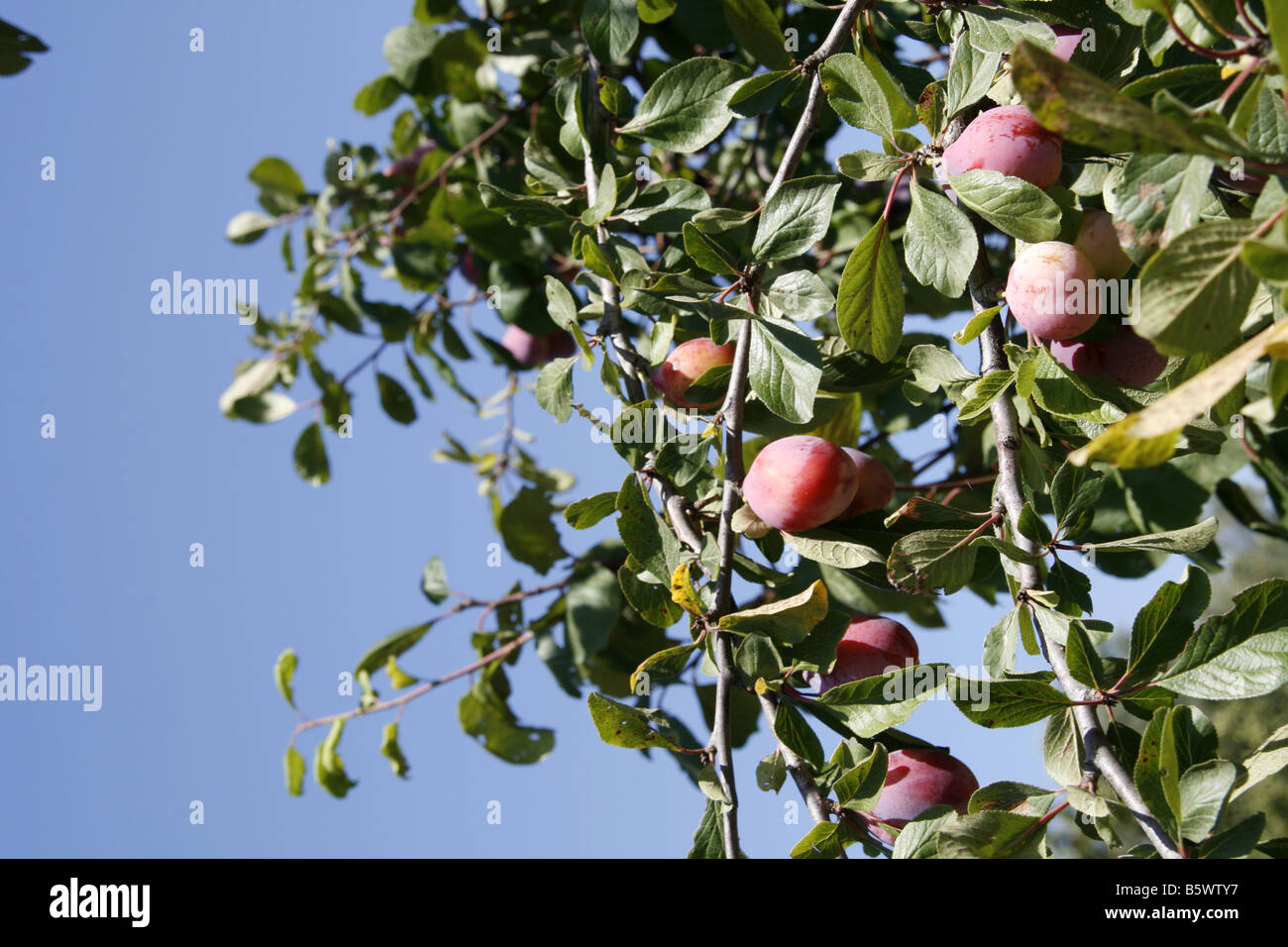 Plums growing on branches hi-res stock photography and images - Alamy