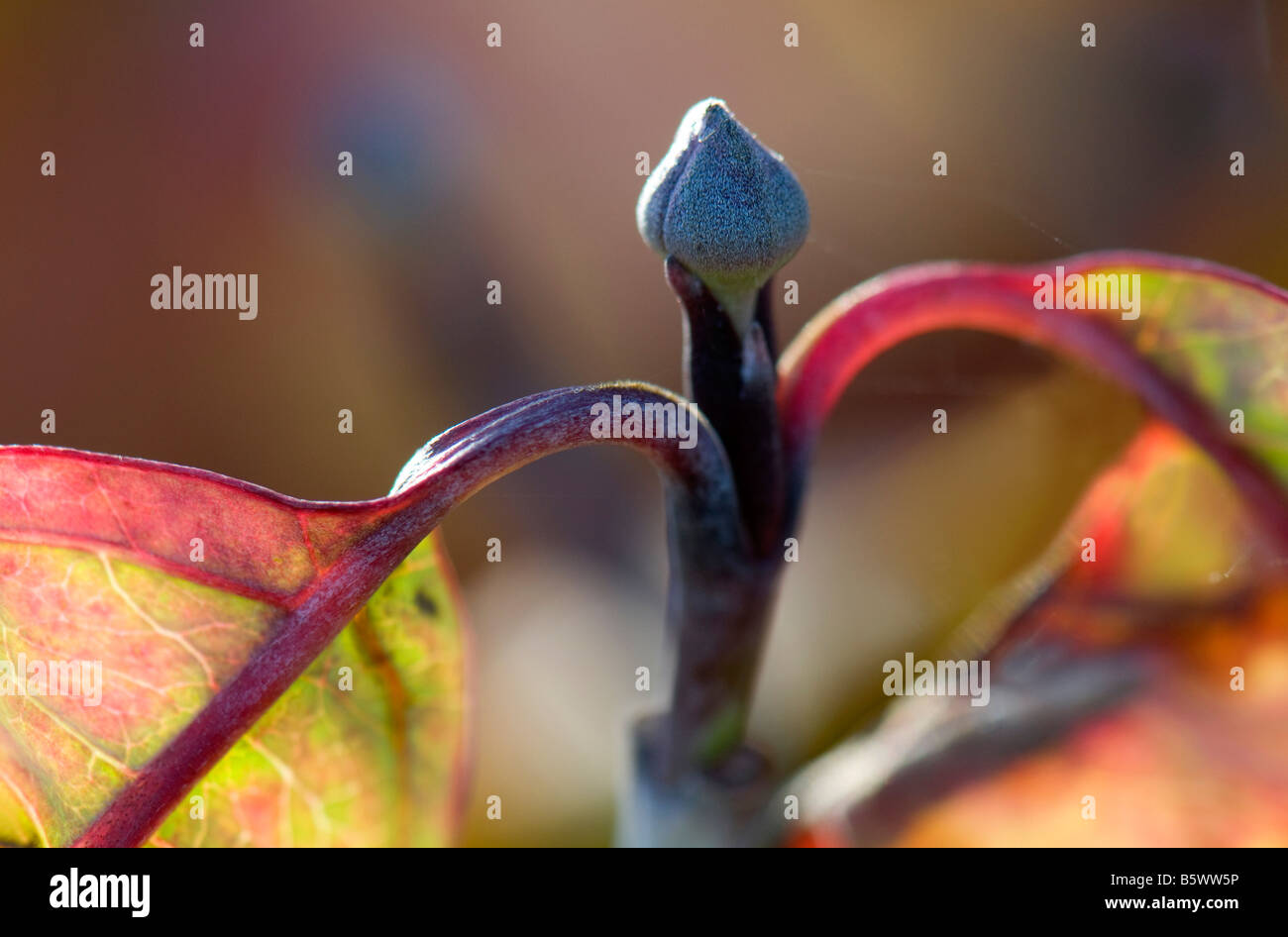 Cornus green stems winter hi-res stock photography and images - Alamy