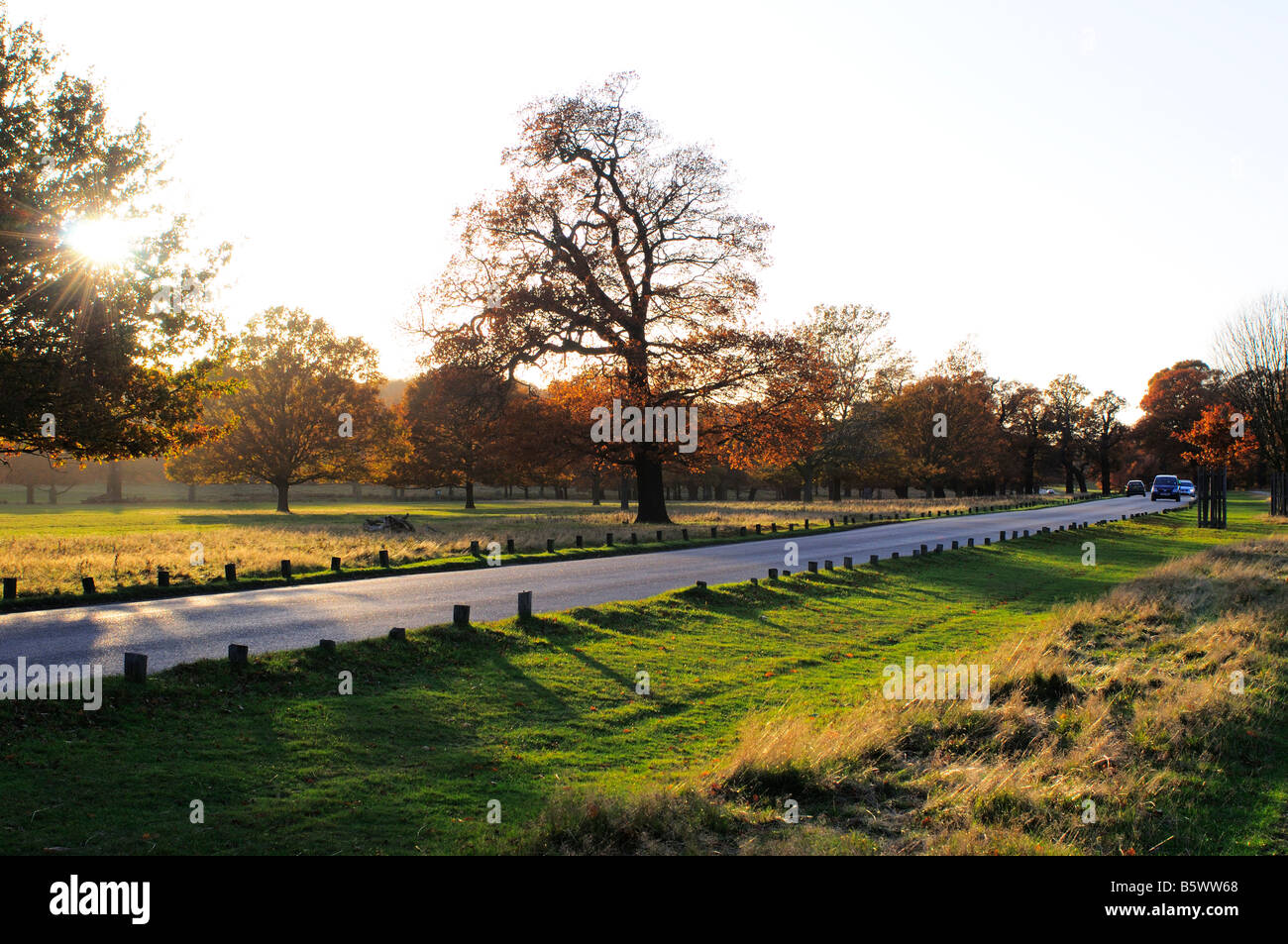 Richmond Park Richmond Upon Thames Surrey UK Stock Photo - Alamy