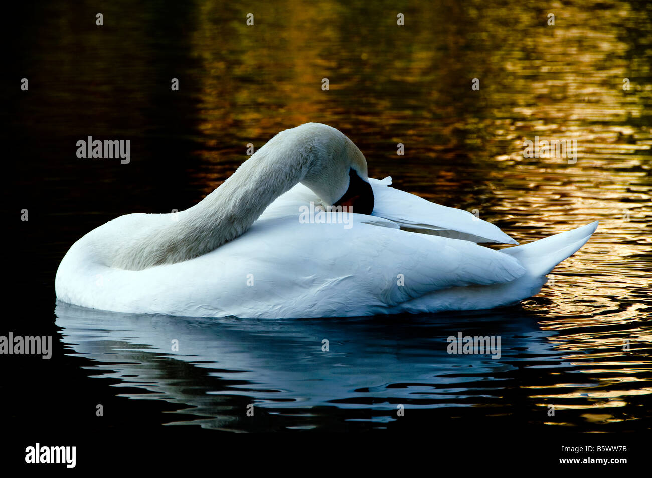 A swan in a pond Stock Photo - Alamy