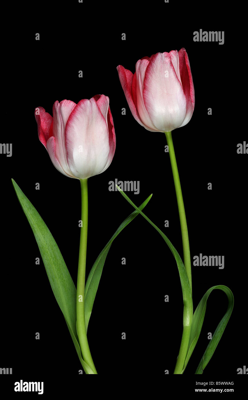 Two blooms tulips hi-res stock photography and images - Alamy