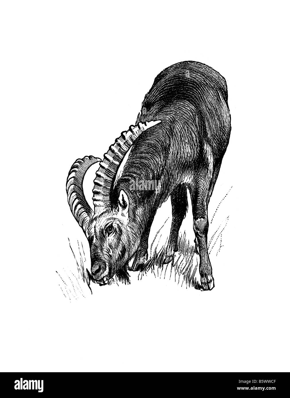 Capra genus hi-res stock photography and images - Alamy