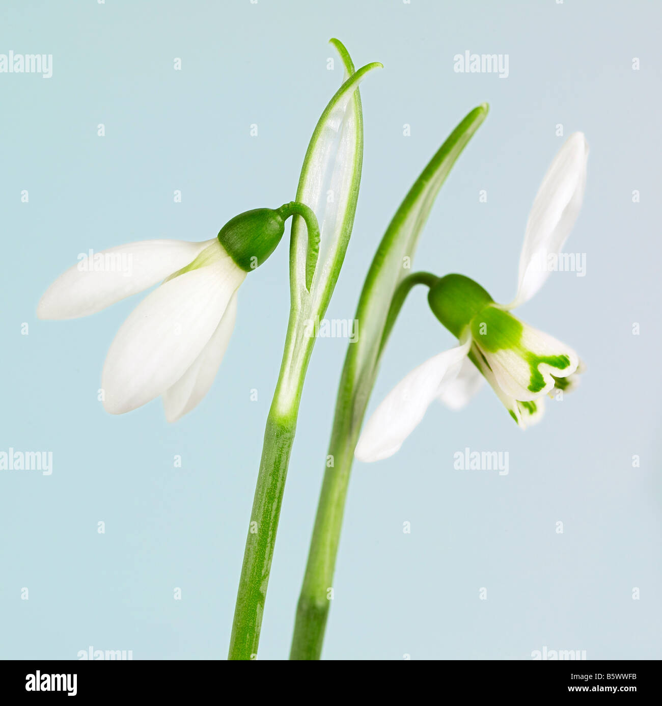 White Snowdrop Flowers on Light Blue Background Stock Photo - Alamy