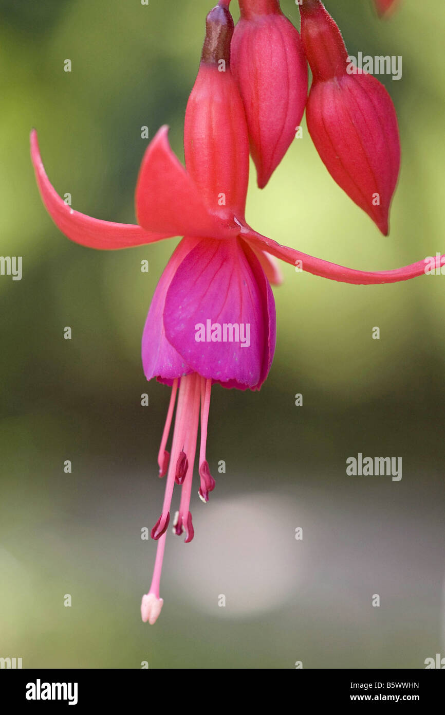 fuchsia - blossoms Stock Photo - Alamy