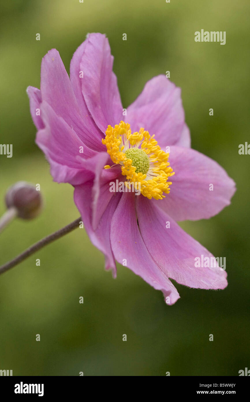 Rosa anemone hi-res stock photography and images - Alamy