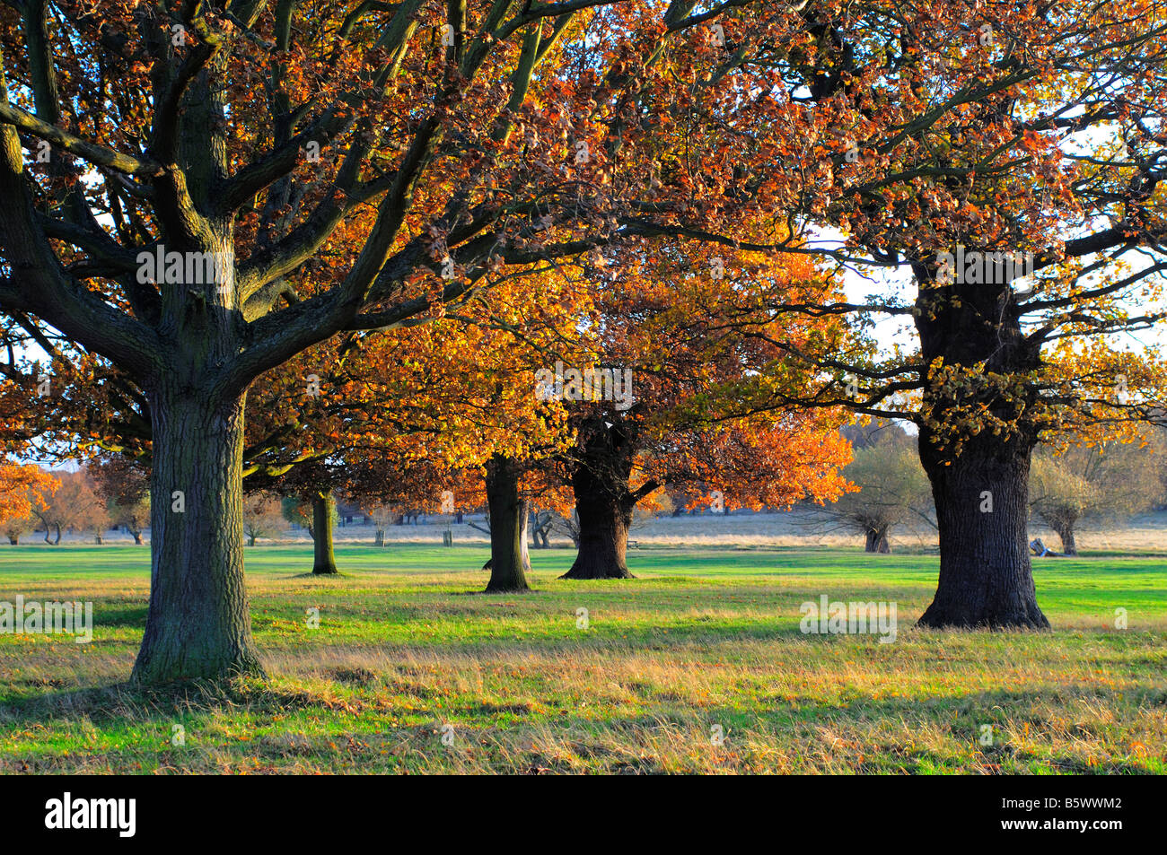 Autumn trees, Richmond Park Richmond Upon Thames Surrey UK Stock Photo ...
