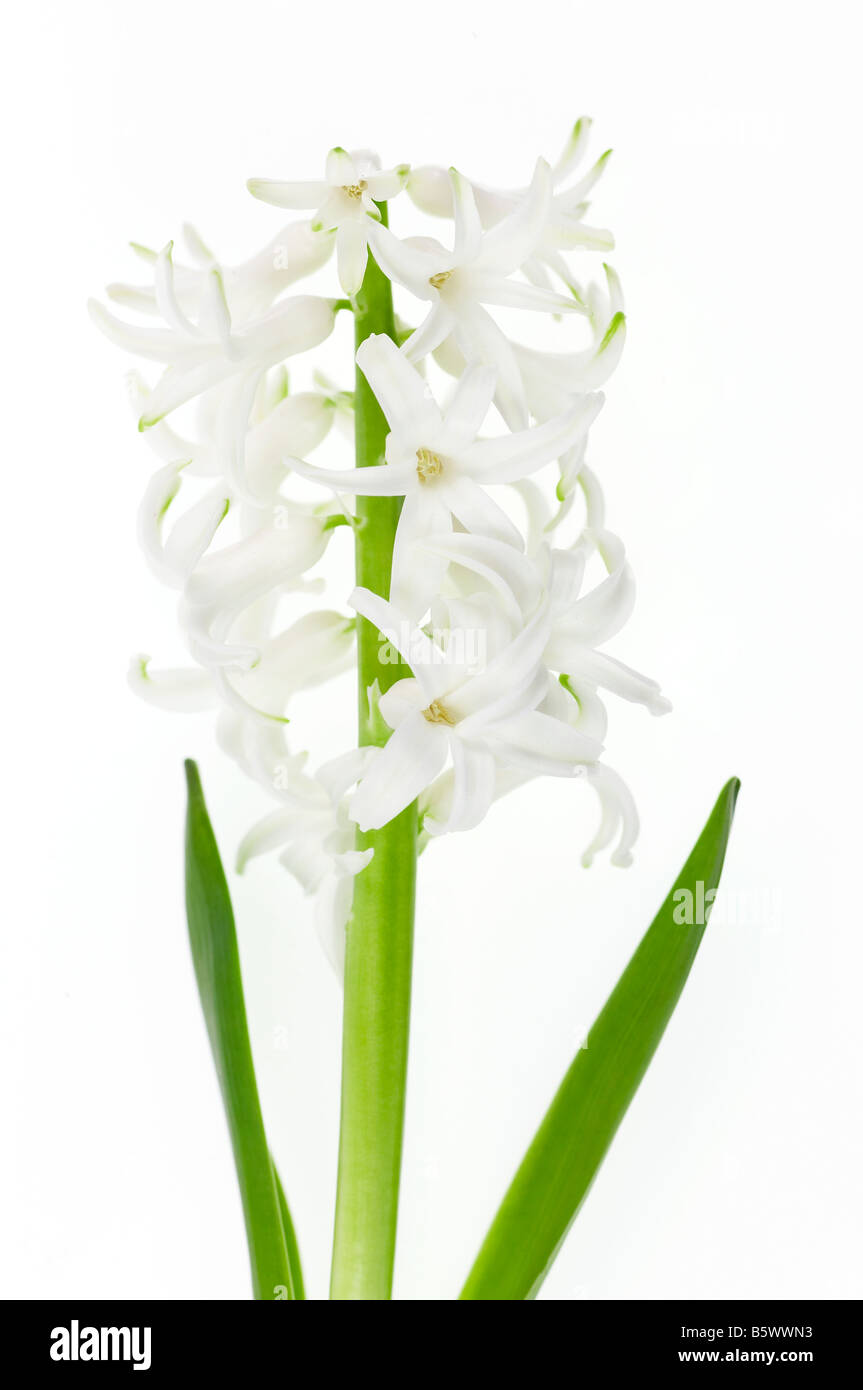 Hyacinthus orientalis White Hyacinth Flower Stock Photo - Alamy