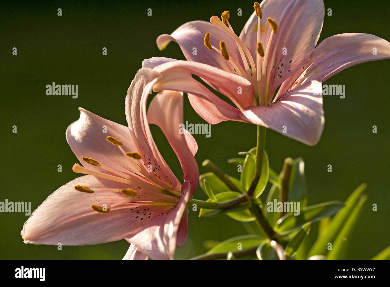 Lily blossoms hi-res stock photography and images - Alamy