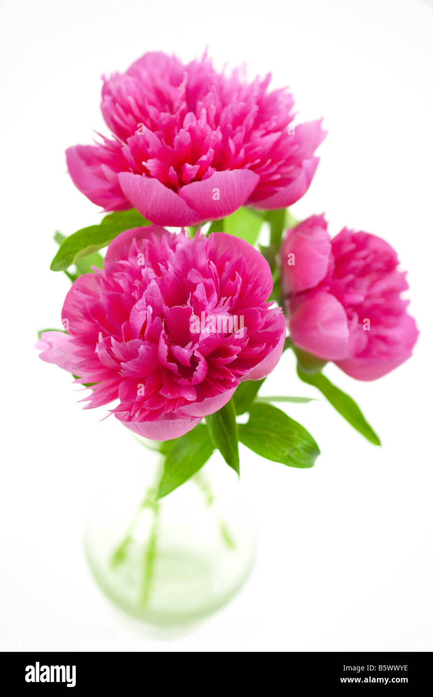 Peony bouquet in vase Cut Out Stock Images & Pictures - Alamy
