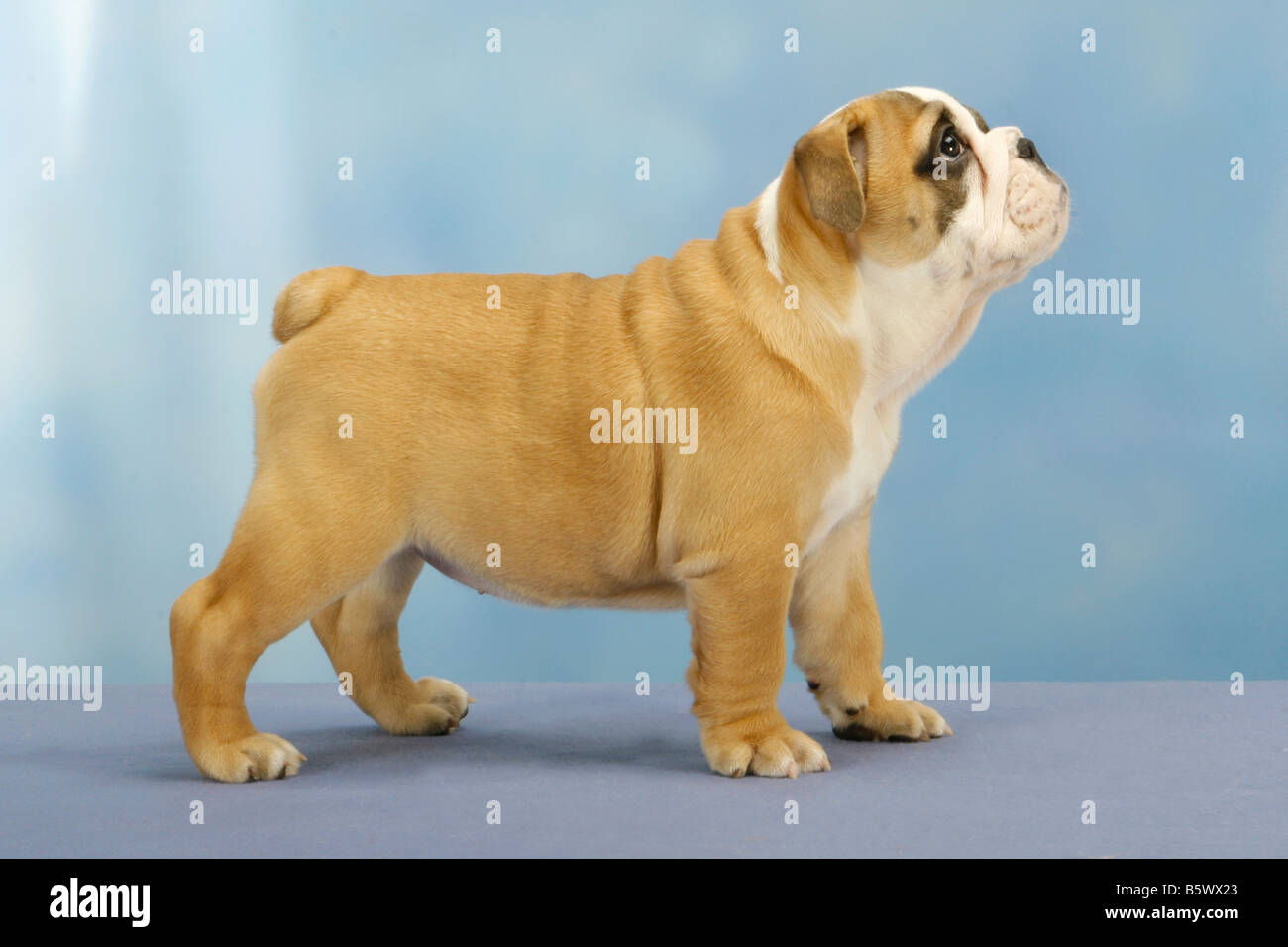 Dog stands standing stand up hi-res stock photography and images - Alamy