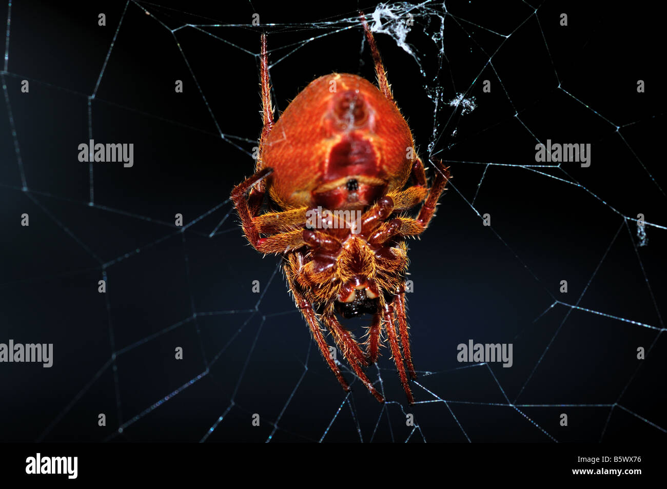 Red Orb Weaver spider, detailed view of underside. Texas, USA Stock ...