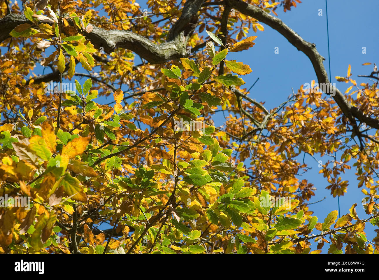 Close up tree canopy hi-res stock photography and images - Alamy