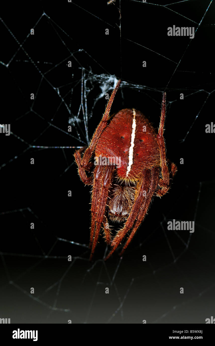 Red Orb Weaver spider Stock Photo - Alamy