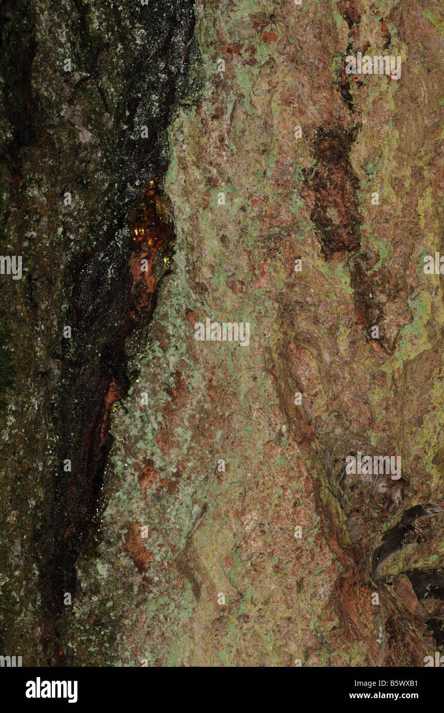 Double gean hi-res stock photography and images - Alamy