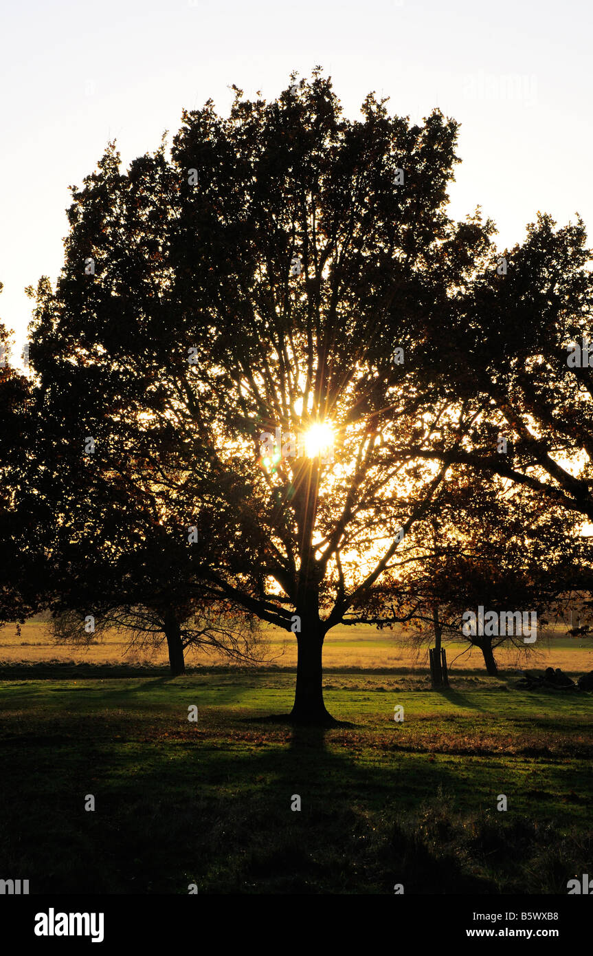 Silhouette of a tree with sunshine from behind it, Richmond Park ...