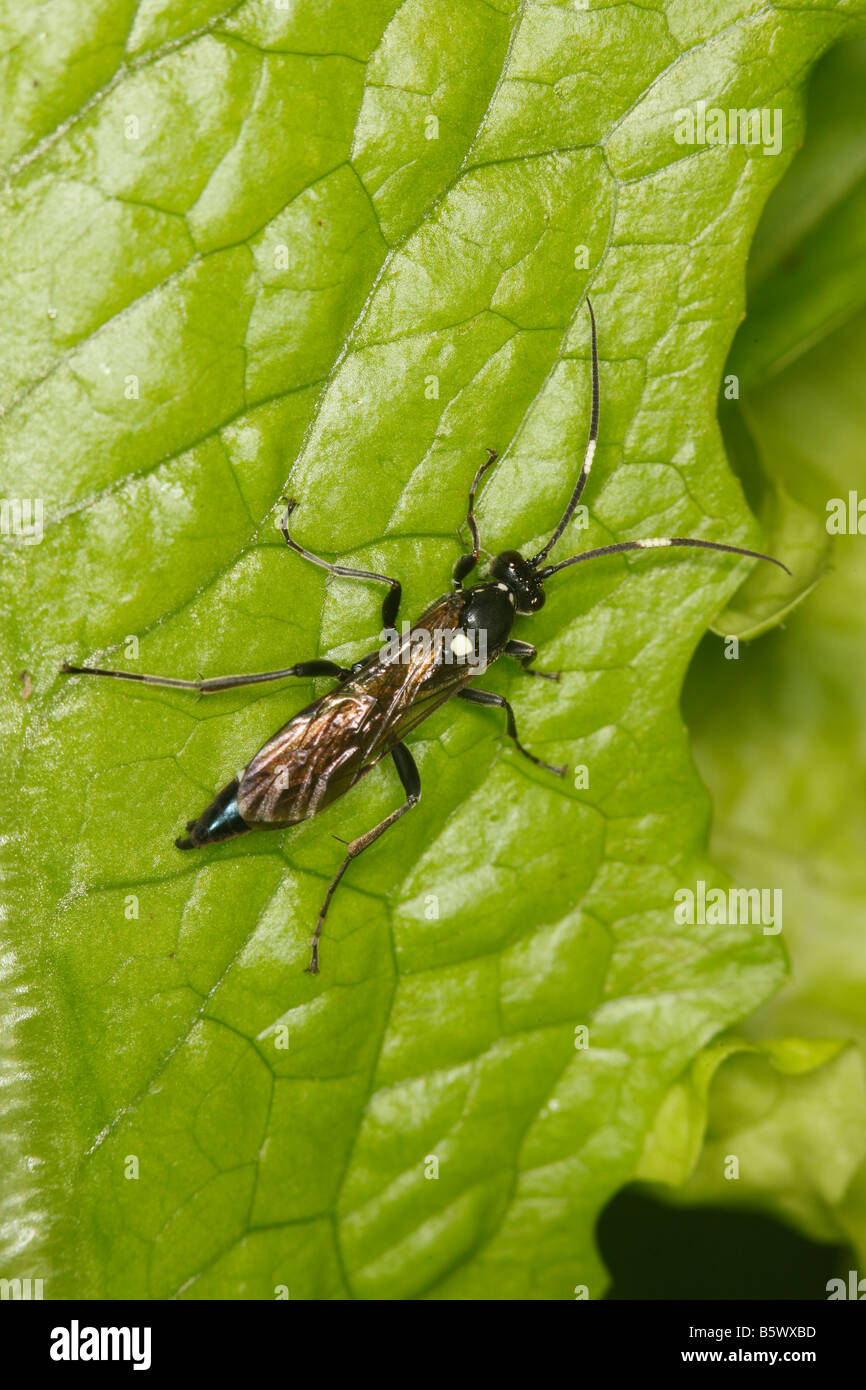 ICHNEUMON FLY Ichneumon spp resting on lettuce leaf parasitises various ...