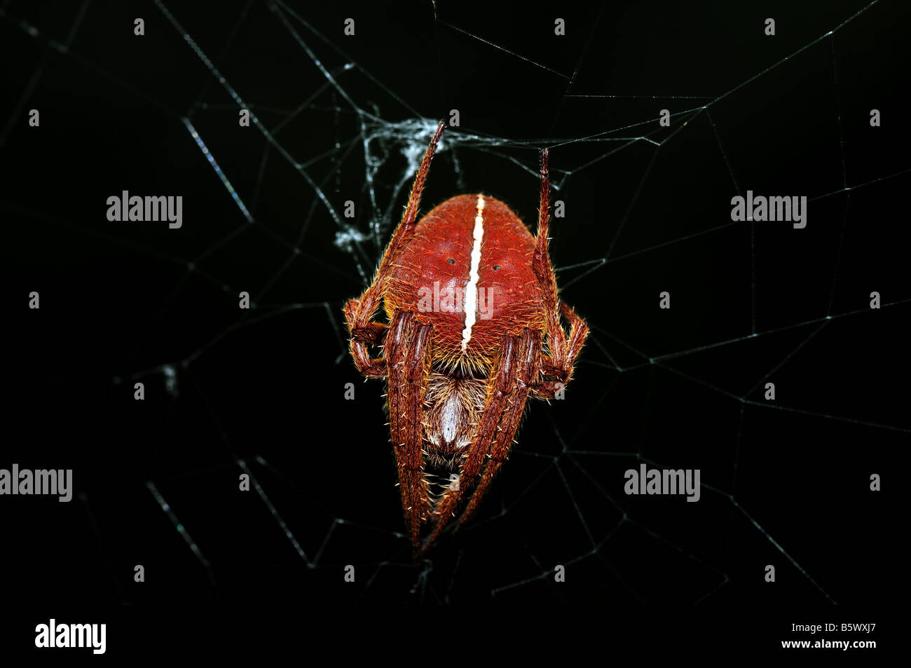 Red Orb Weaver spider Stock Photo - Alamy
