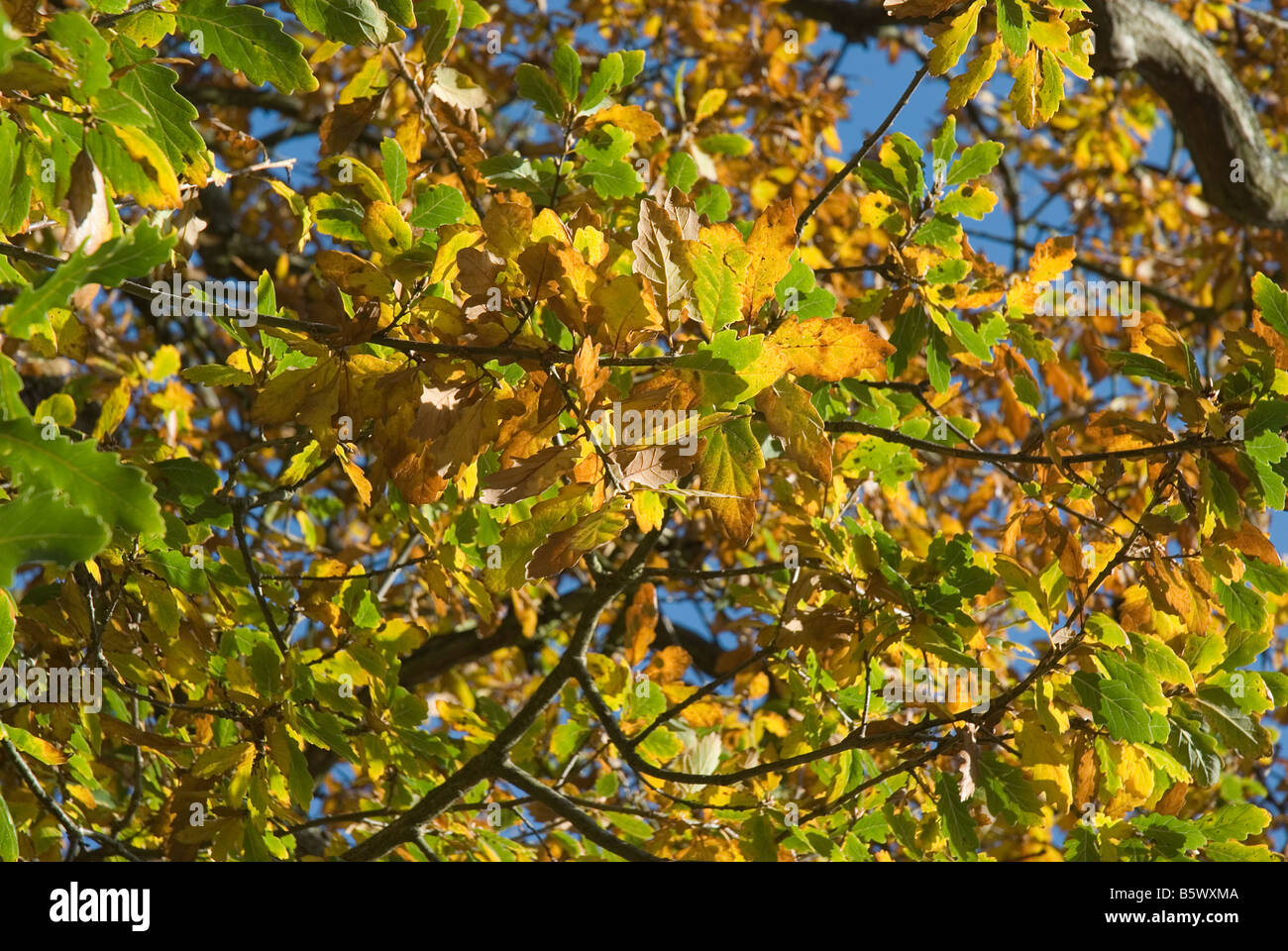 Tree leaves and canopy hi-res stock photography and images - Alamy