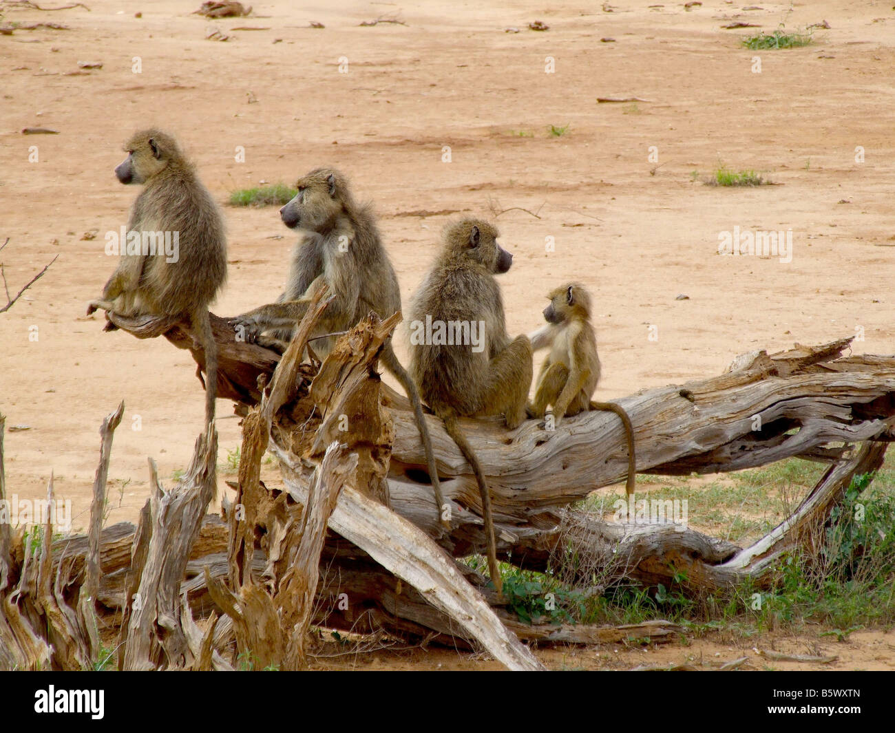 Africa monkeys hi-res stock photography and images - Alamy