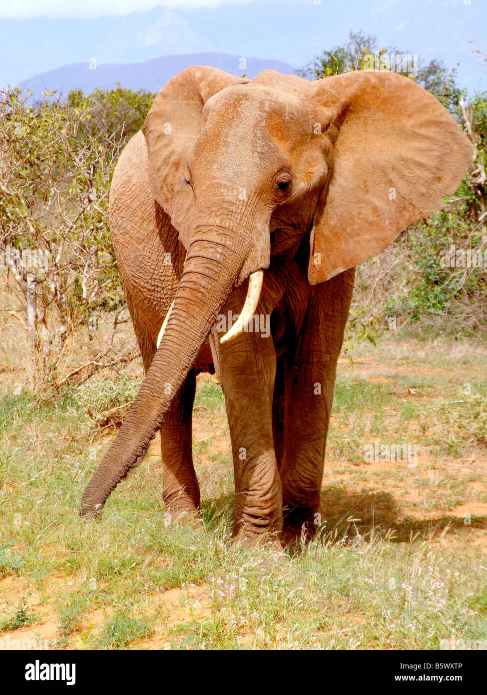 Elephants Tsavo East national park Kenya Africa Stock Photo - Alamy