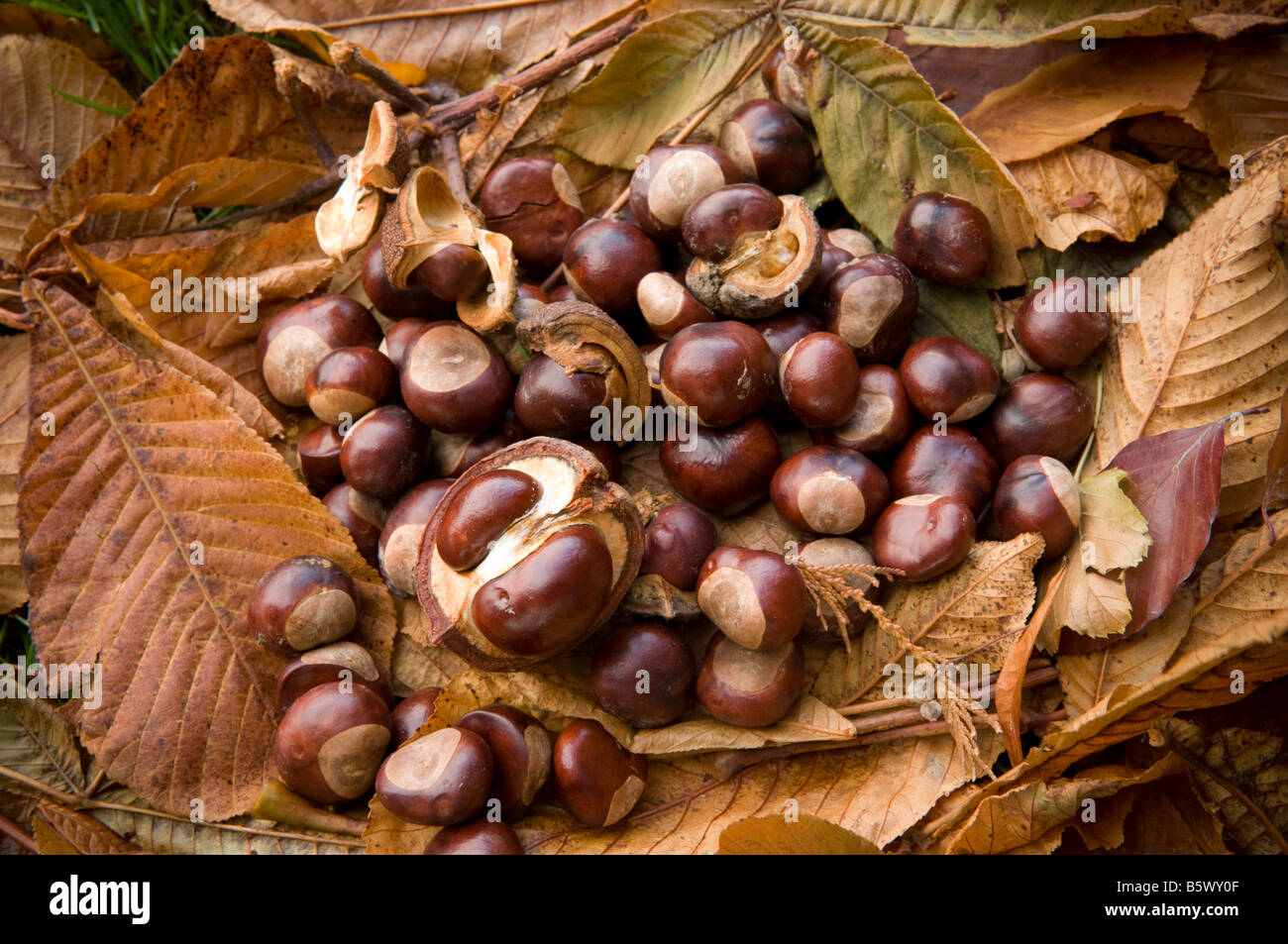 Conker conkers hi-res stock photography and images - Alamy
