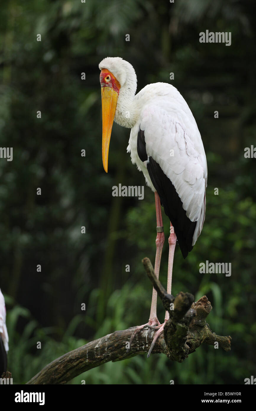 Grey Stork High Resolution Stock Photography and Images - Alamy