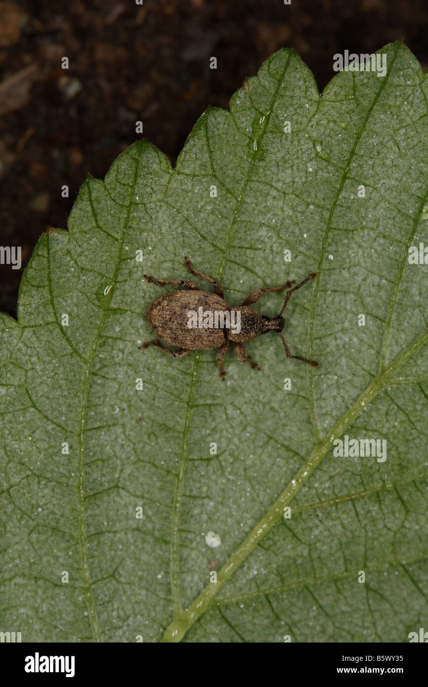 RASPBERRY WEEVIL Otiorhynchus singularis ON RASPBERRY LEAF TOP VIEW ...