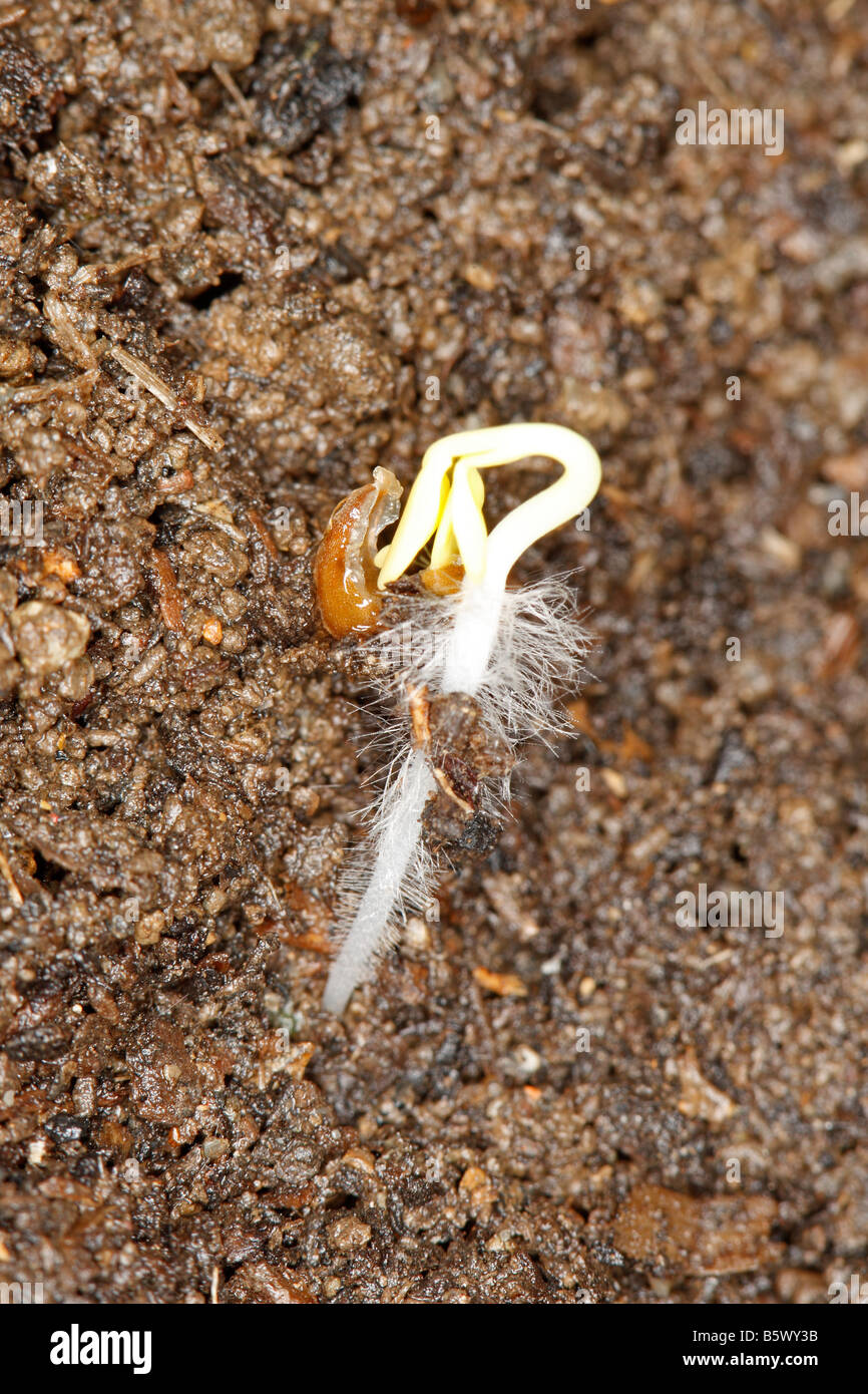 GERMINATING SEED CLOSE UP Stock Photo - Alamy