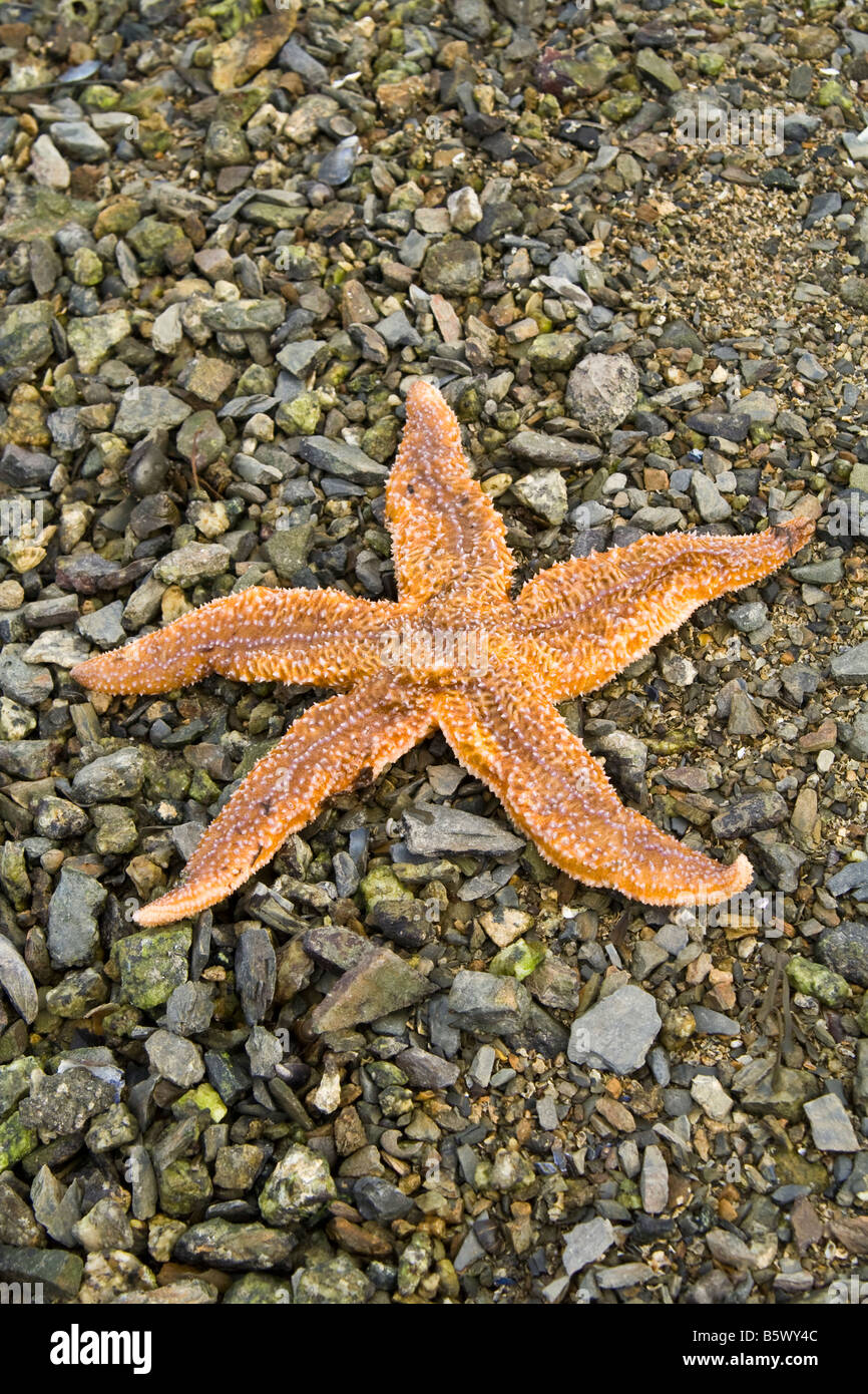 Starfish uk hi-res stock photography and images - Alamy