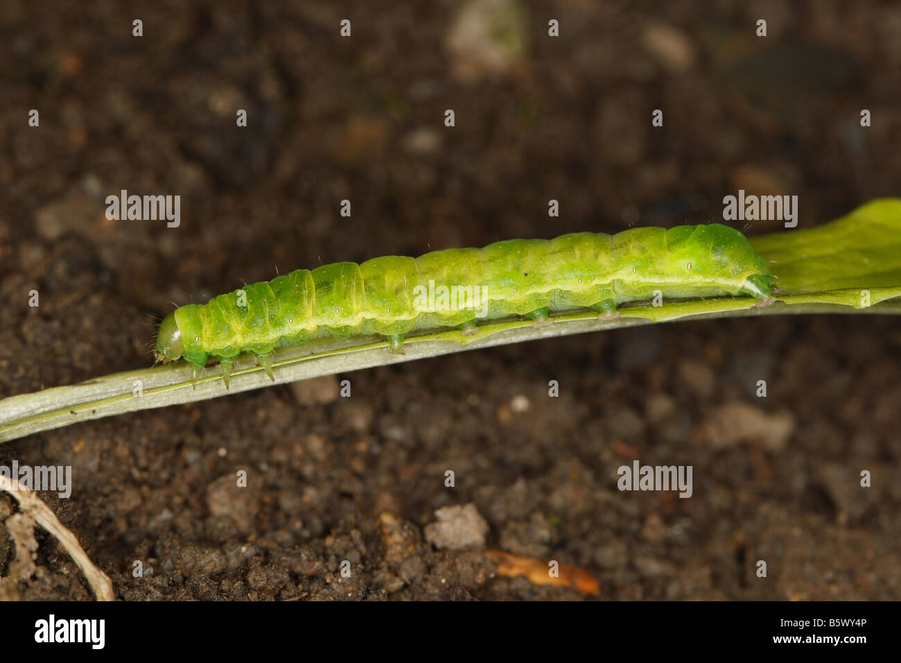 NOCTUID MOTH CATERPILLAR CUTWORM FEEDING ON LETTUCE LEAF AT NIGHT Stock ...