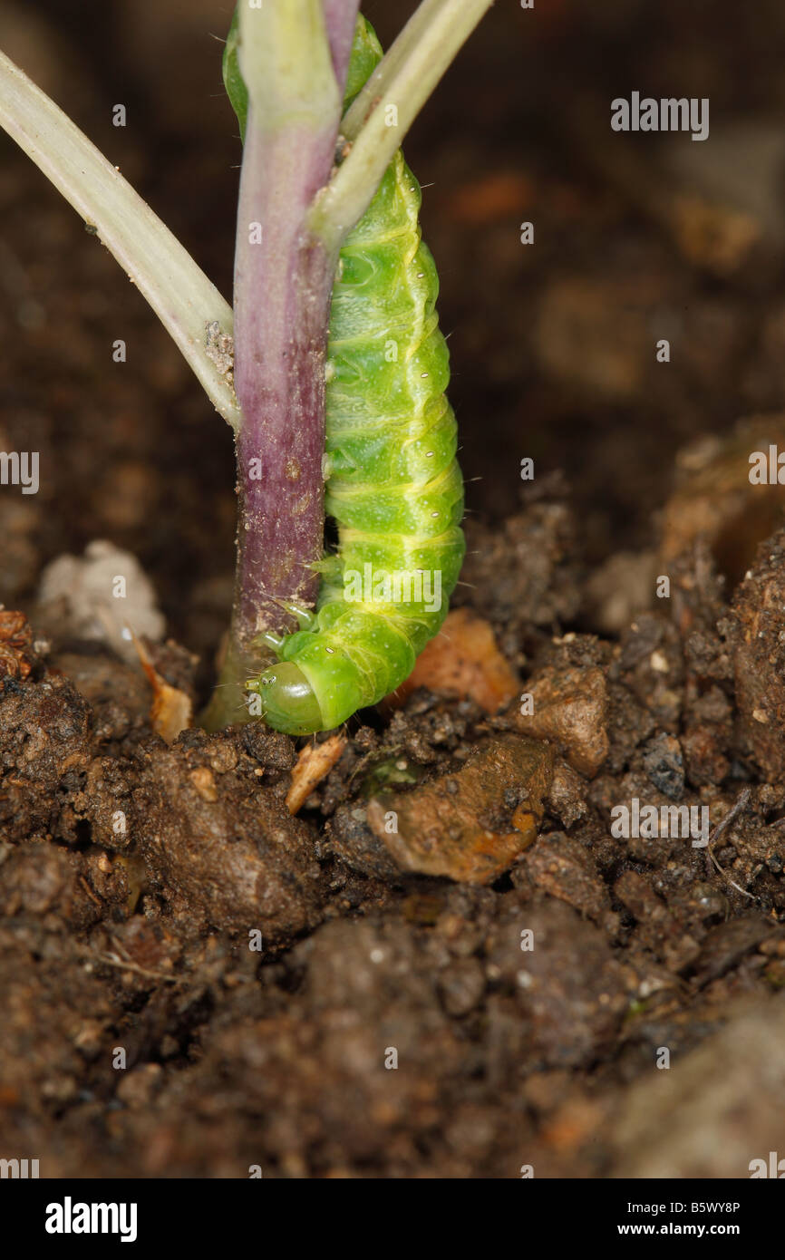 Cabbage moth caterpillar hi-res stock photography and images - Alamy