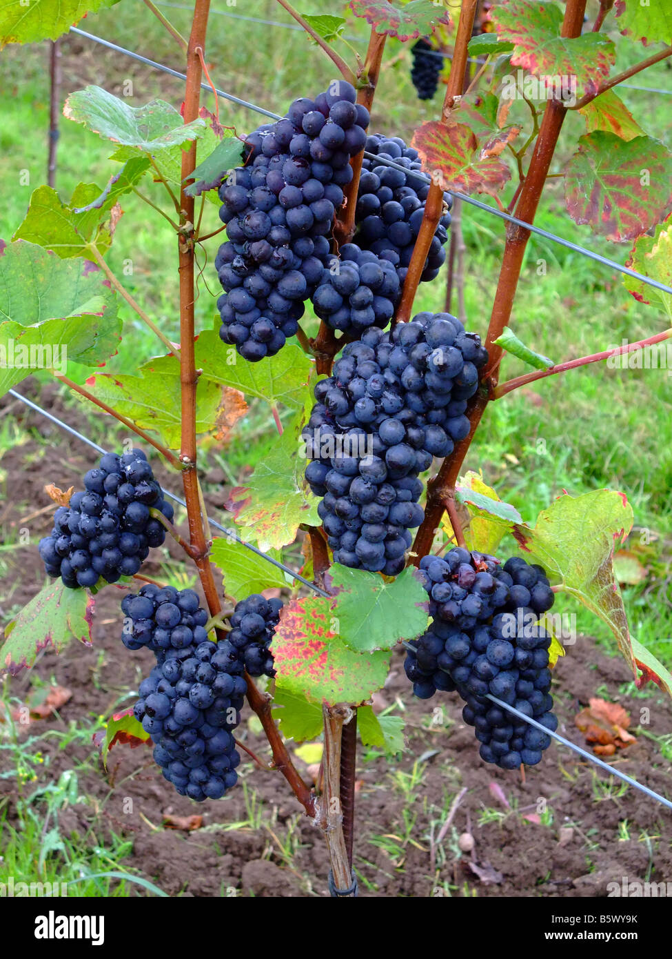 Ripened french grapes Pinot noir in Alsace at Ottrott - Wine road ...