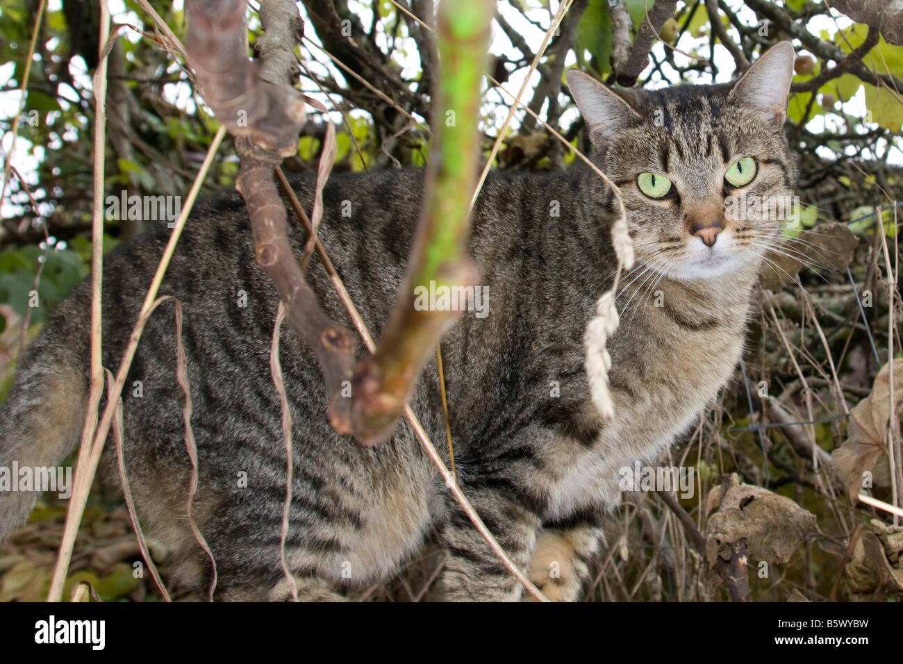 Tabby cat green eyes facing in tree Horizontal 87623 Cat Stock Photo ...