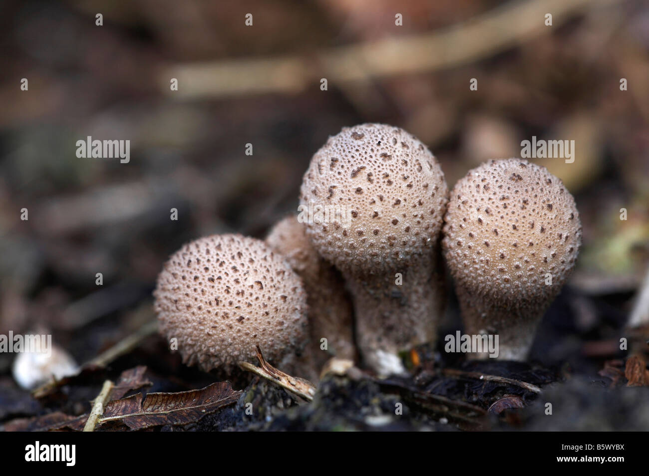 Common Puffball Lycoperdon Perlatum Fungi High Resolution Stock ...