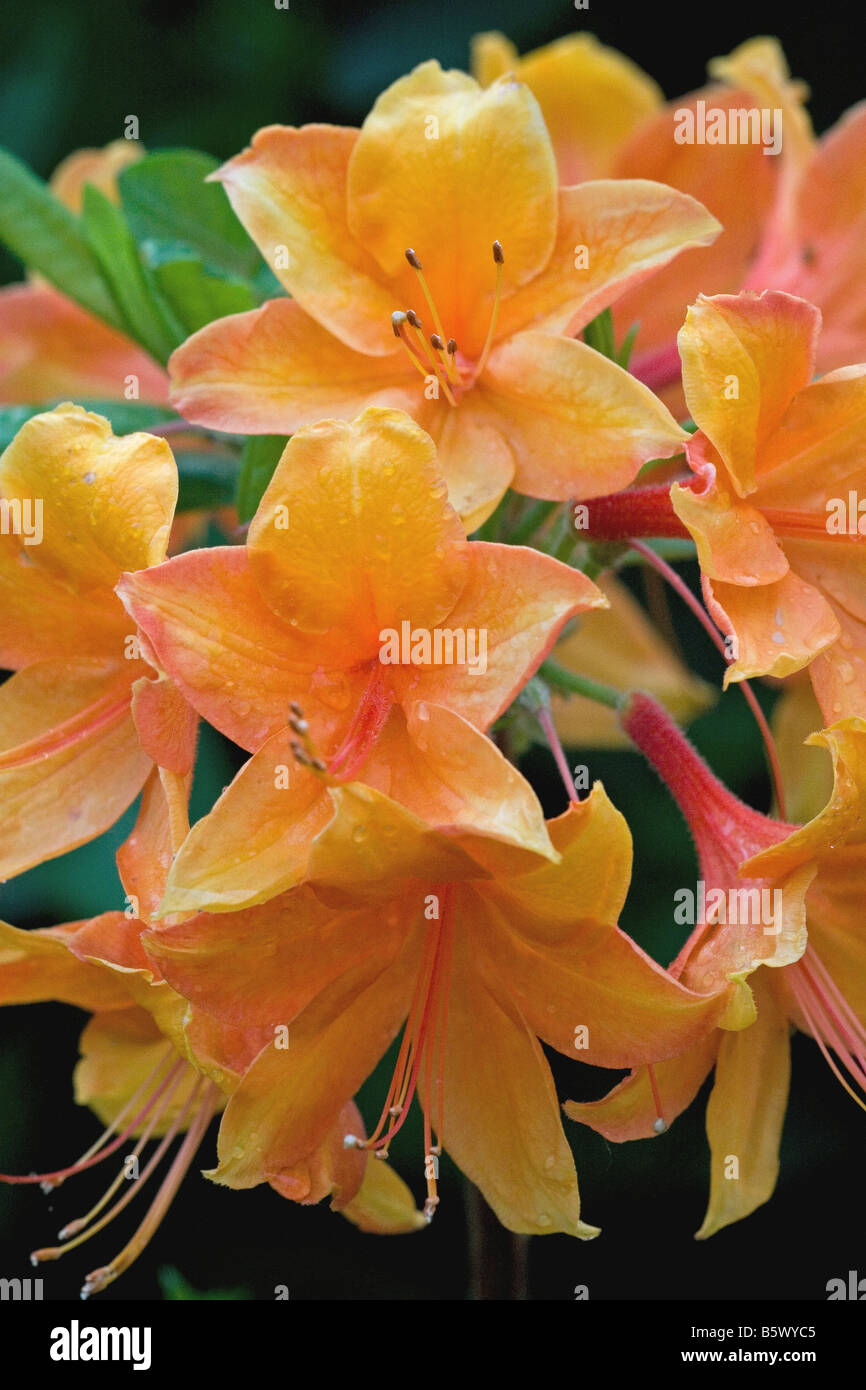 Azalea - blossom Stock Photo - Alamy
