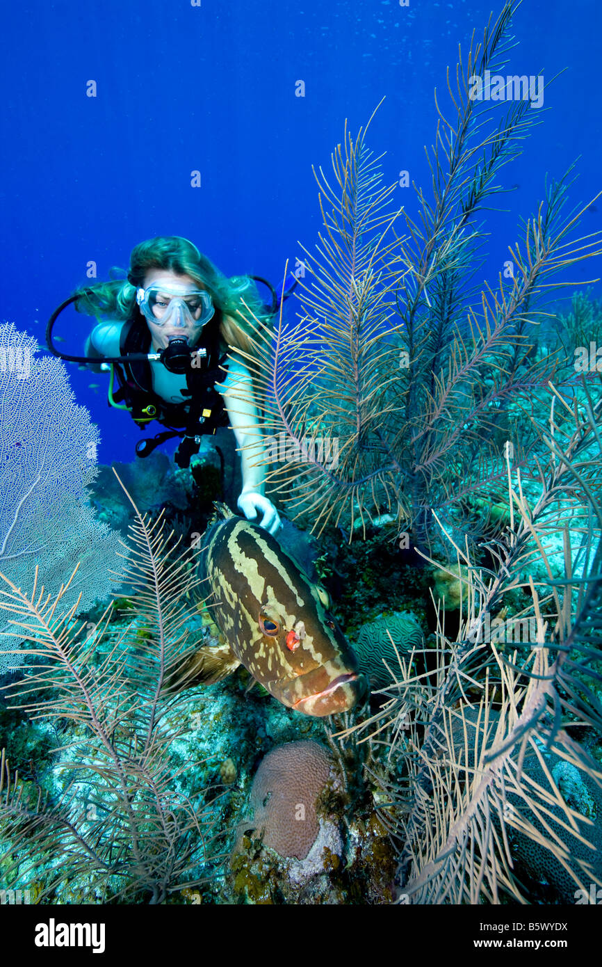A scuba diver reaches for a Nassau grouper (Epinephelus striatus Stock ...