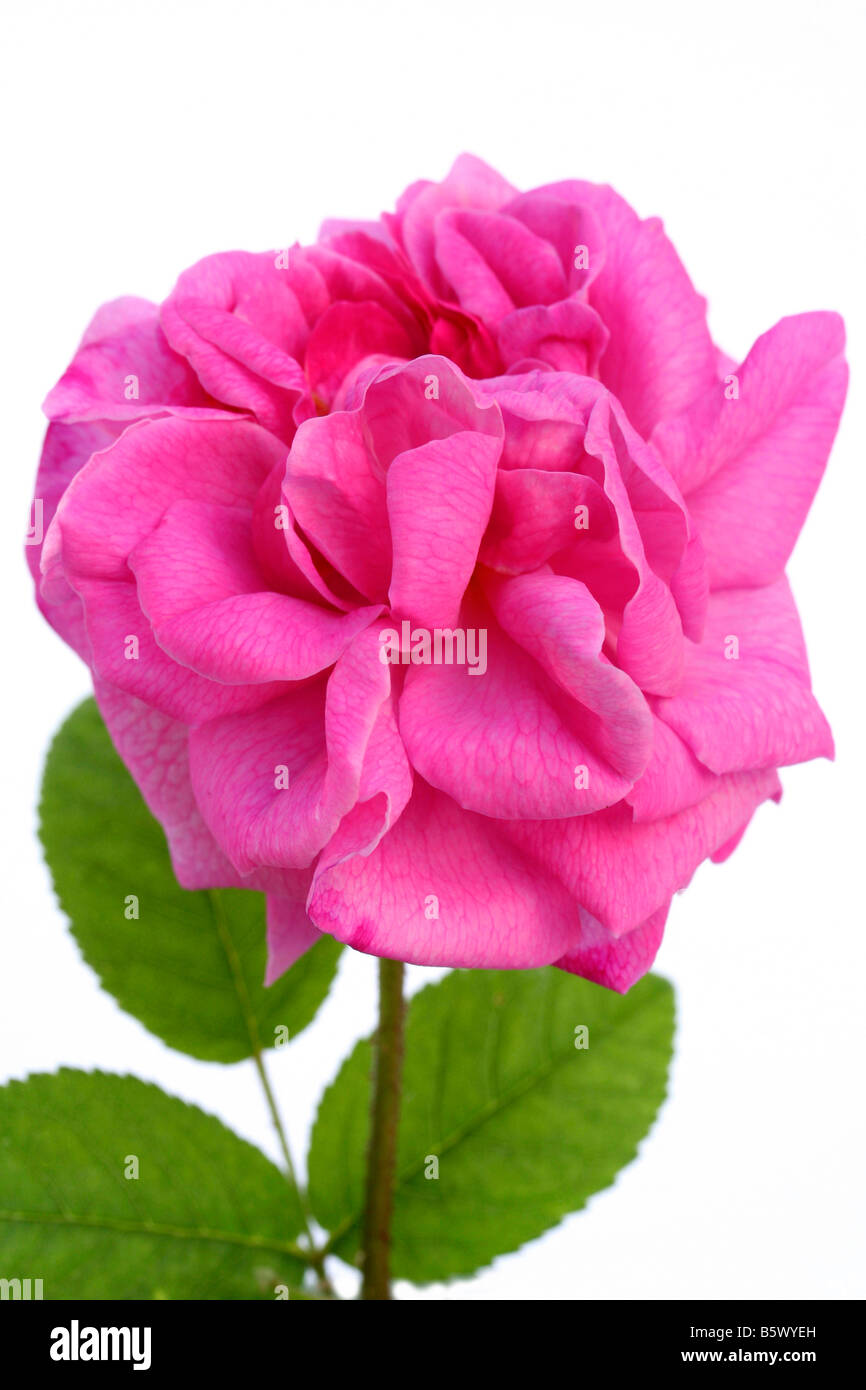 Damascus Rose Stock Photos & Damascus Rose Stock Images - Alamy