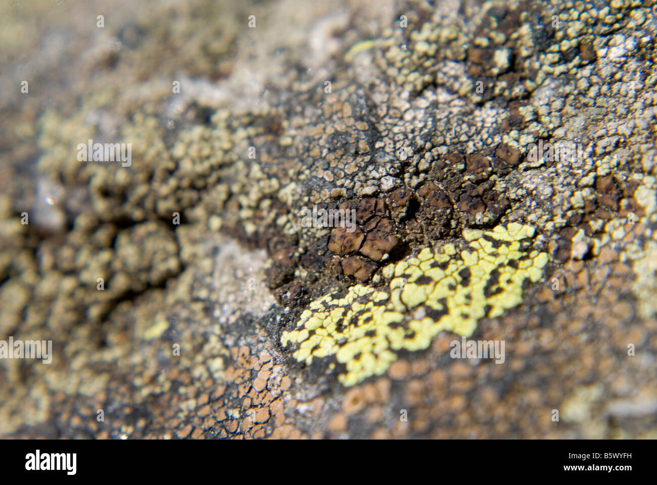 Lithotrophic lichen depth of field Stock Photo - Alamy