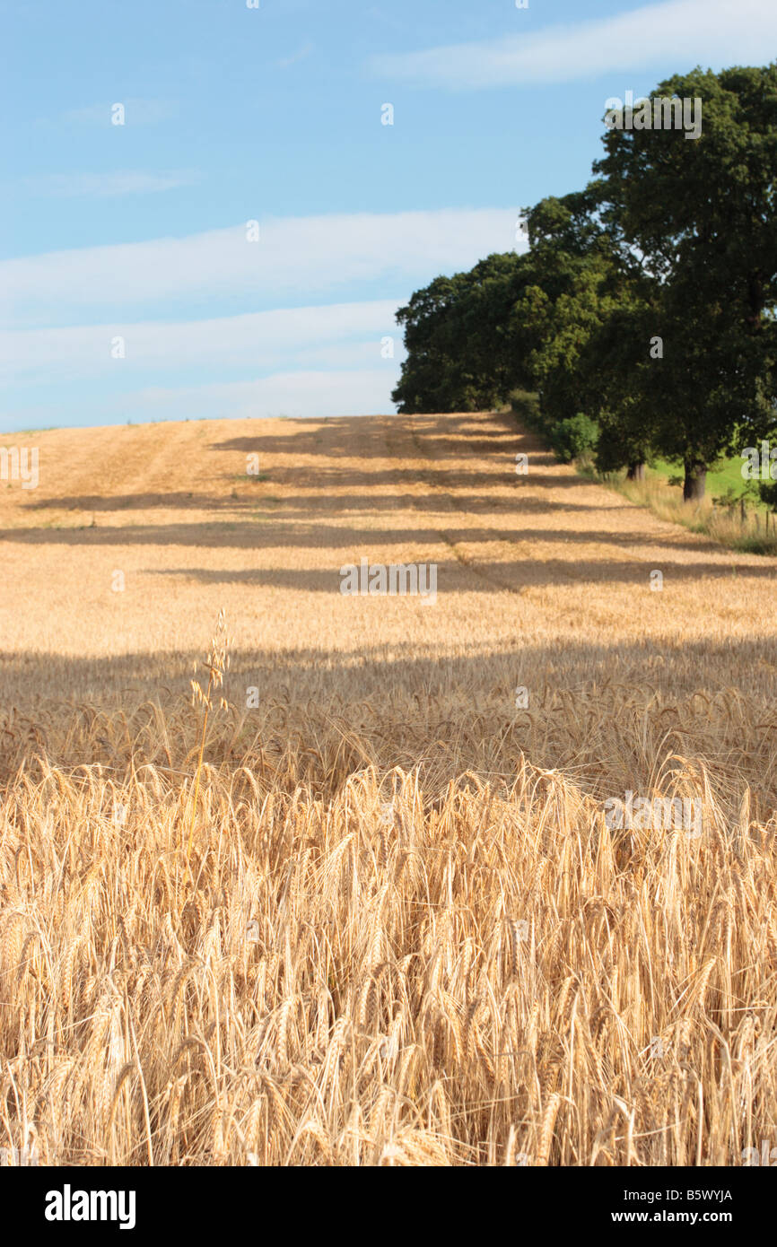 Barley Field With Tree Shadows Stock Photo - Alamy